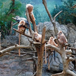 Bronx Zoo at New York City Activities - Saturday, Jan 13 2024 | Discotech
